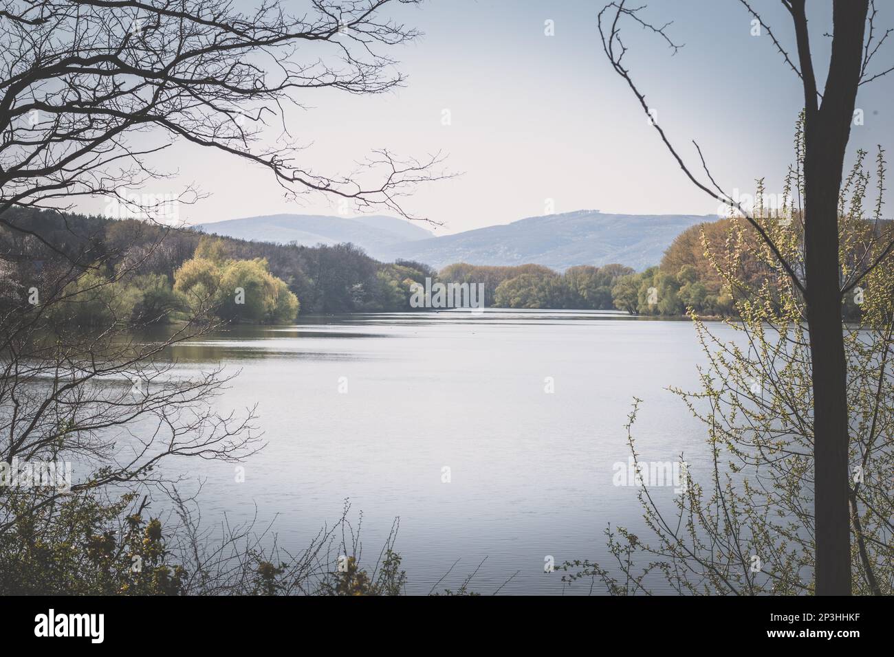 beautiful spring scenery with pond and tree around Stock Photo - Alamy