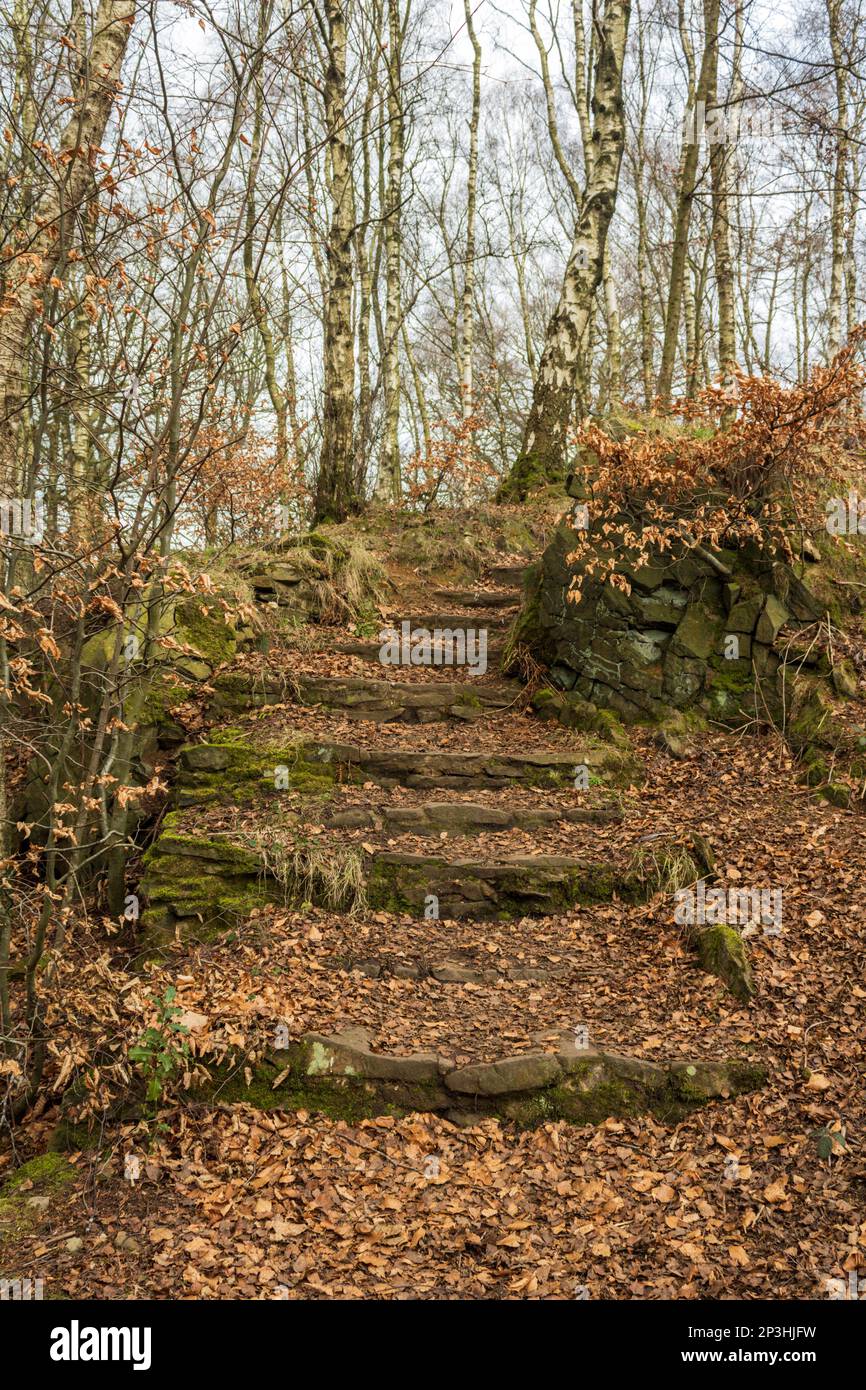 Spring Wood. Whalley, Lancashire Stock Photo - Alamy