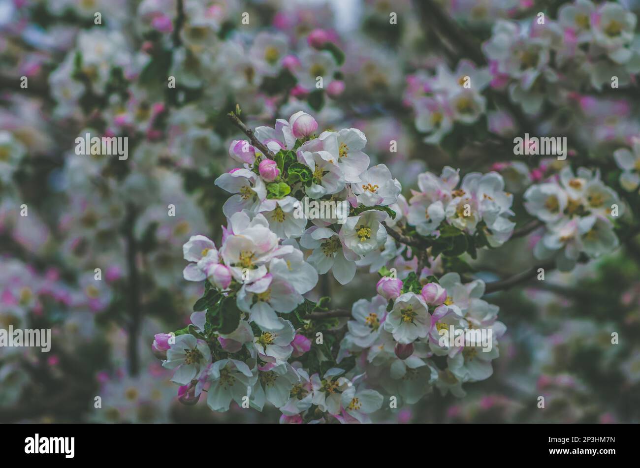 Spring white green leaves tiny white flowers in bloom hi-res stock ...