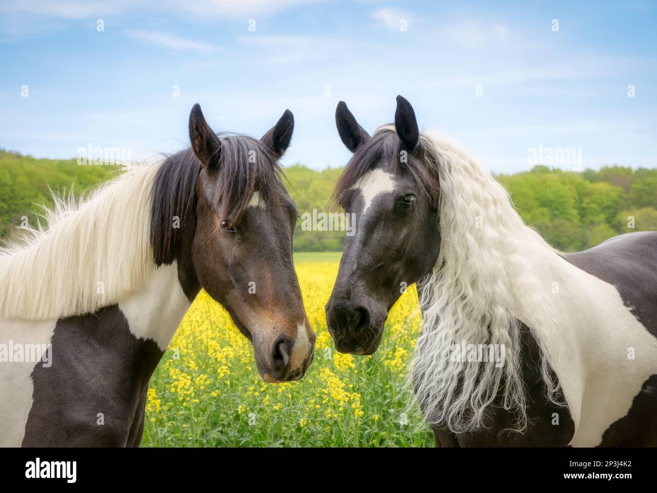 Two horses face to face, warmblood baroque type barock pinto black-and ...