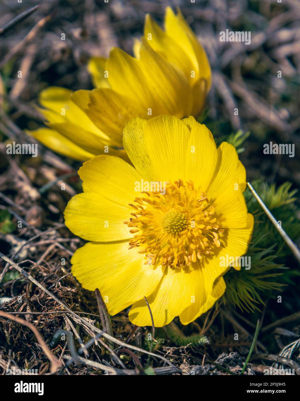 Yellow pheasant's eye or Adonis vernalis flower in nature at spring ...