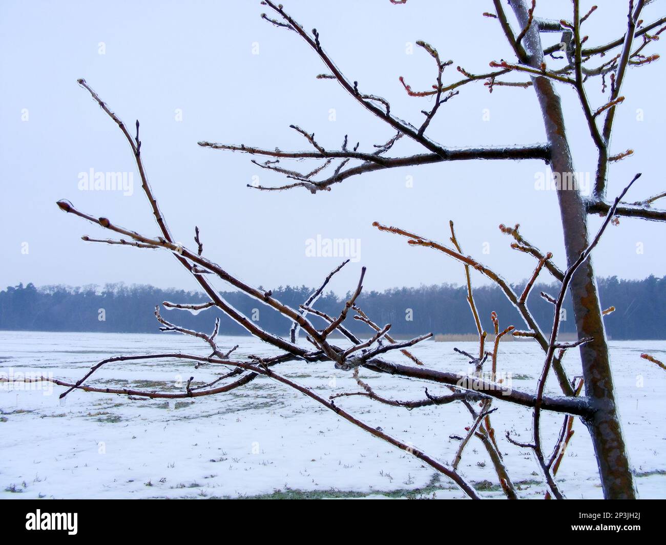 Tree branches covered in ice after a freezing rain ice storm in winter ...