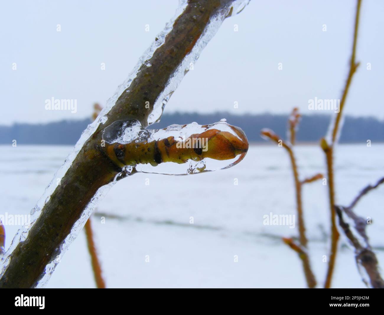 Tree branches covered in ice after a freezing rain ice storm in winter ...