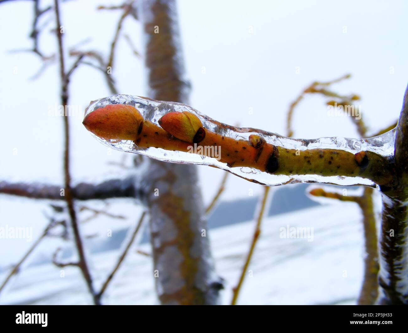 Tree branches covered in ice after a freezing rain ice storm in winter ...