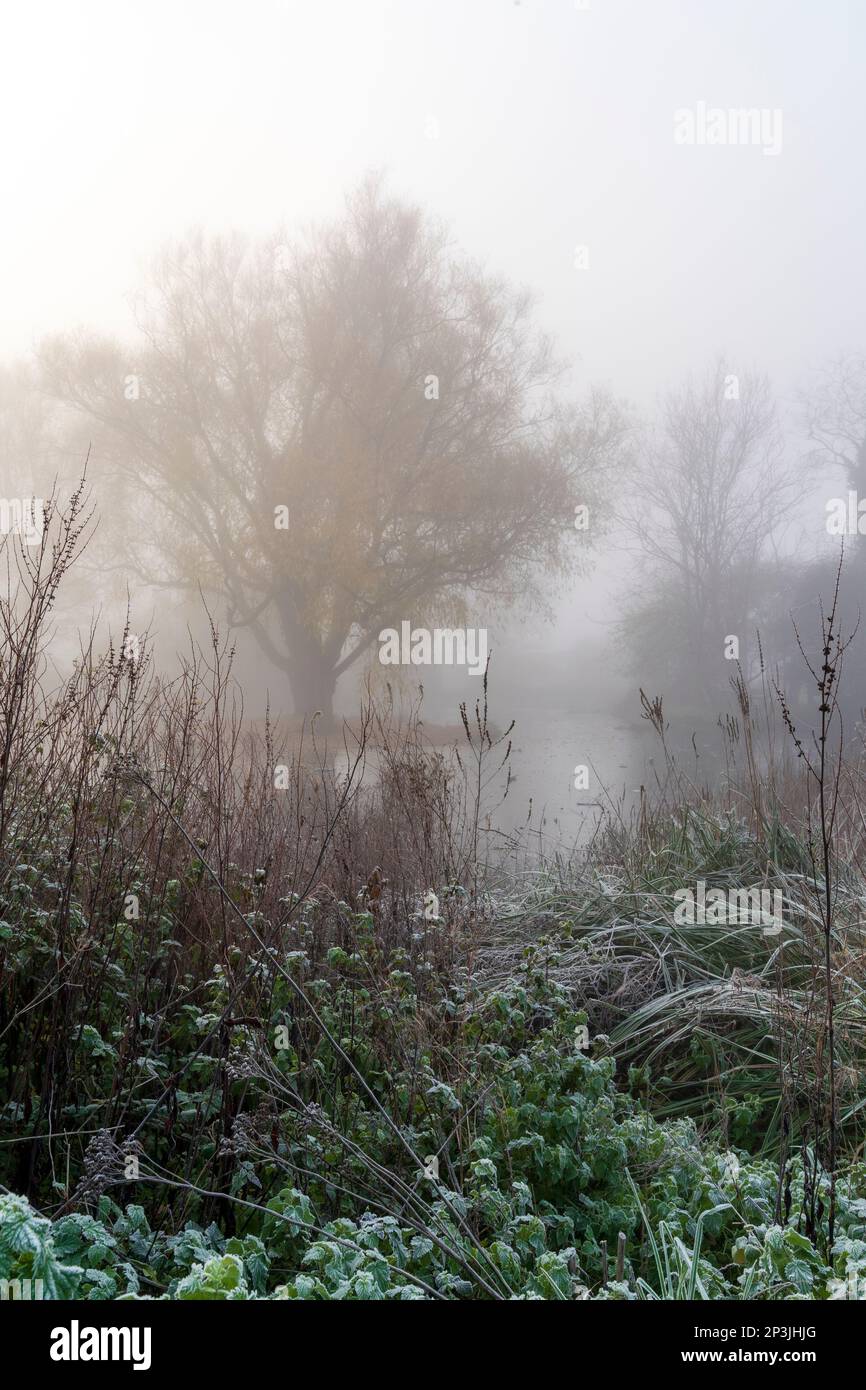 Winter misty morning scene of ice covered grass and reeds with pond and ...