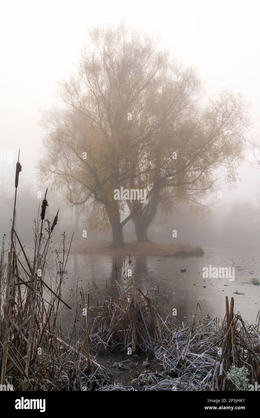 Winter misty morning scene, ice covered grass and reeds with pond and a ...