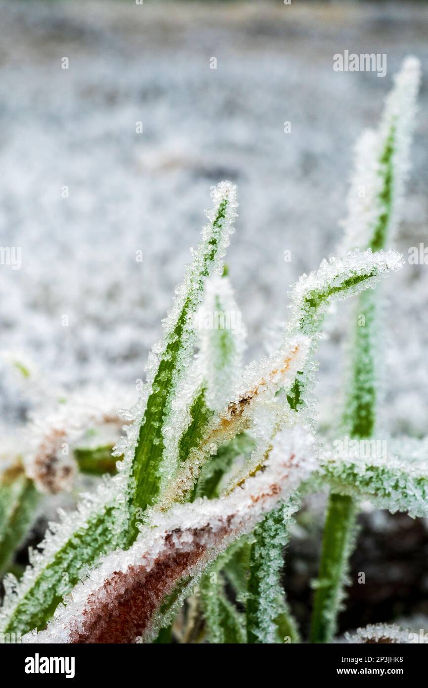 Close up of frozen grass blades heavily covered in frost on a winter's ...