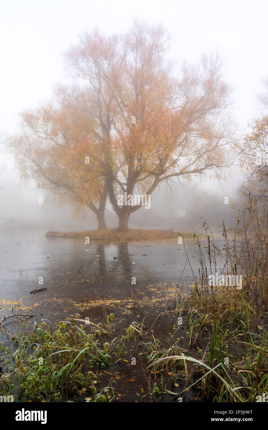 Foreground two willow trees hi-res stock photography and images - Alamy