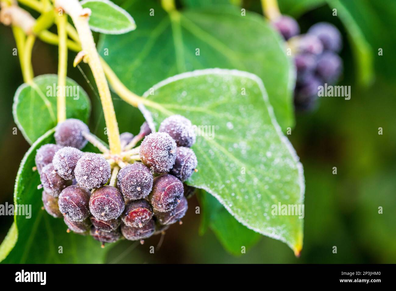 Close up of frozen purple hedgerow Ivy berries covered in frost with ...