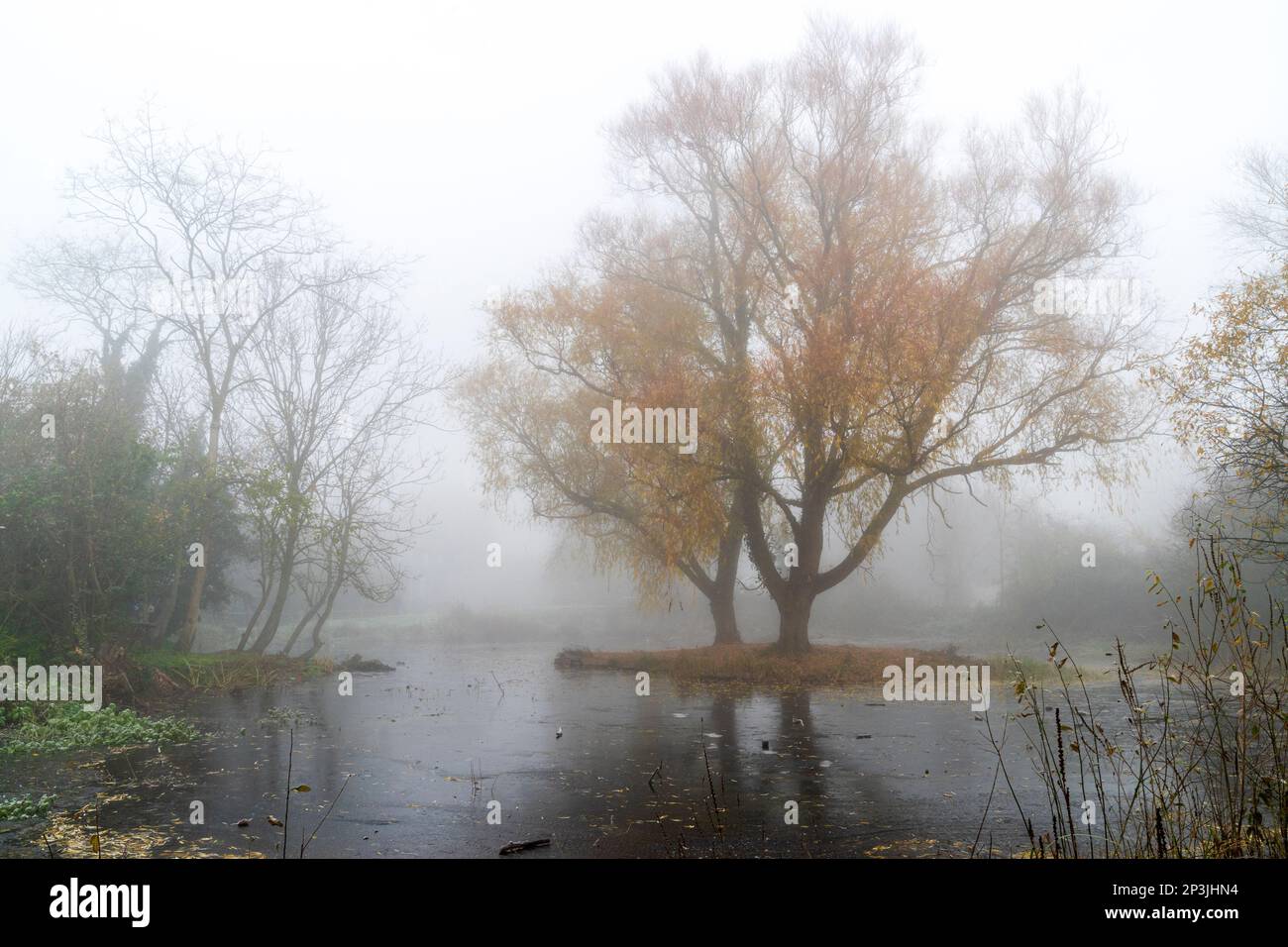 Iced willow tree hi-res stock photography and images - Alamy