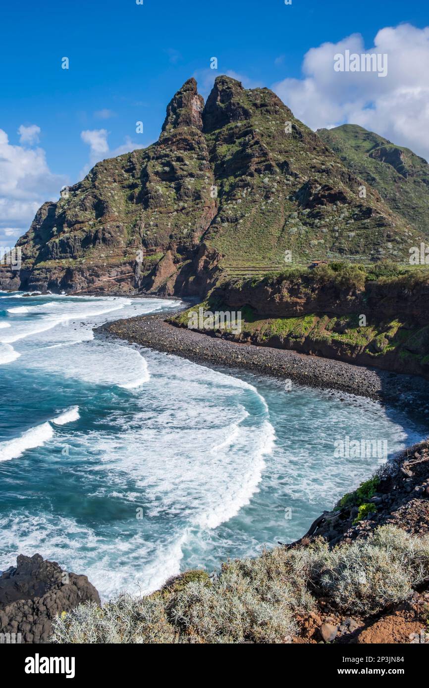 The rugged coastline of Punta del Hidalgo. with the Anaga Mountains in ...