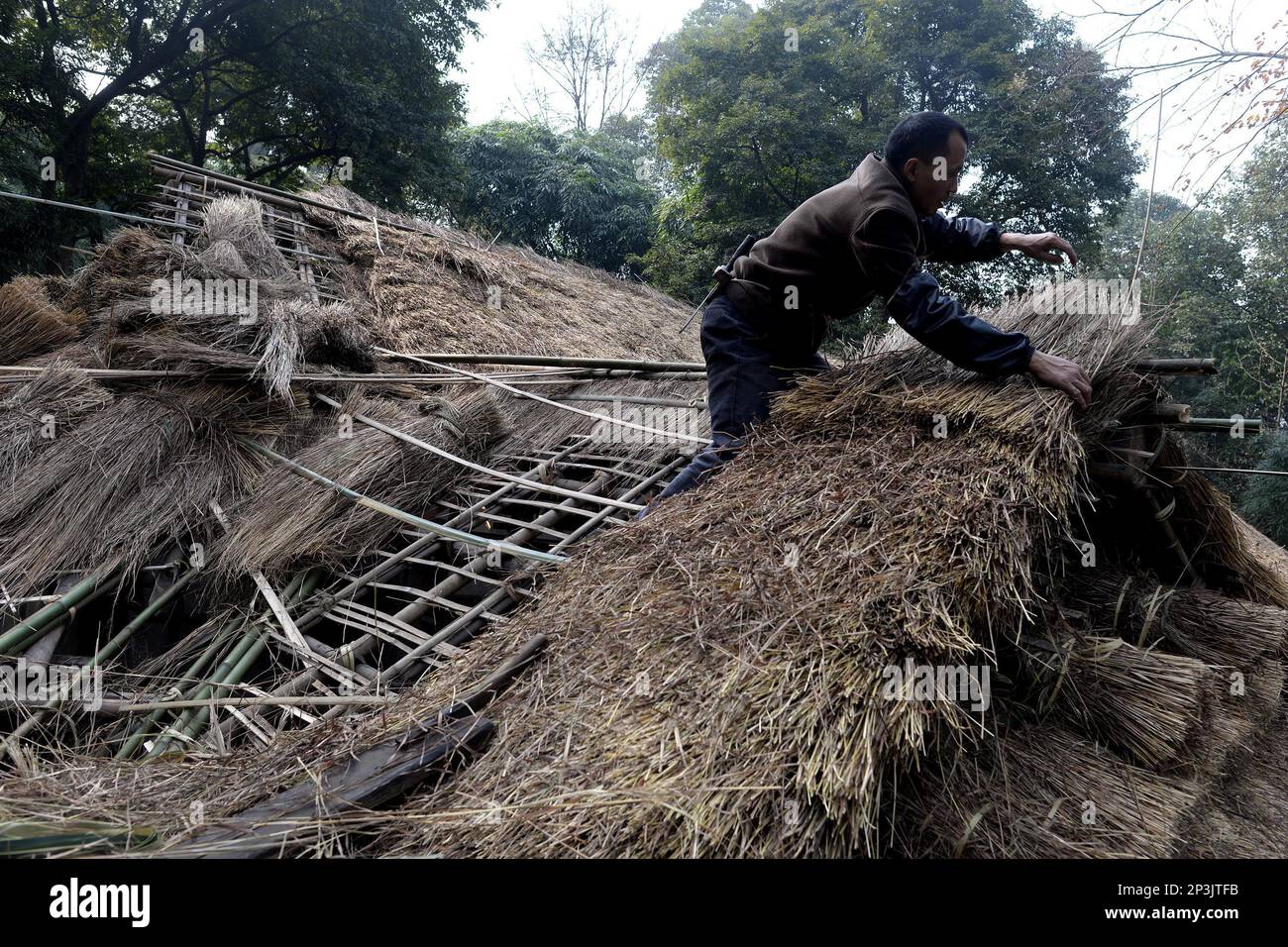 Craftsmen use thatches to repair a cottage at the Du Fu Thatched ...