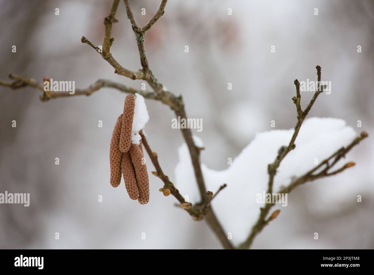 Hazel catkins on a tree branch covered with snow and ice. Forest in ...