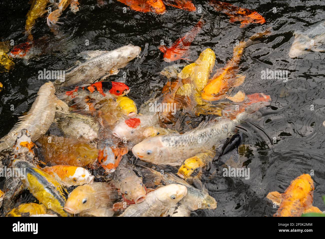 A large group of koi carp thrashing about in their pool Stock Photo - Alamy