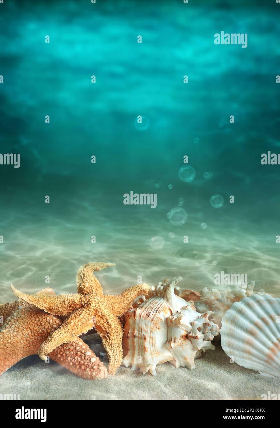 Seashell and starfish on the summer beach in sea water. Underwater ...