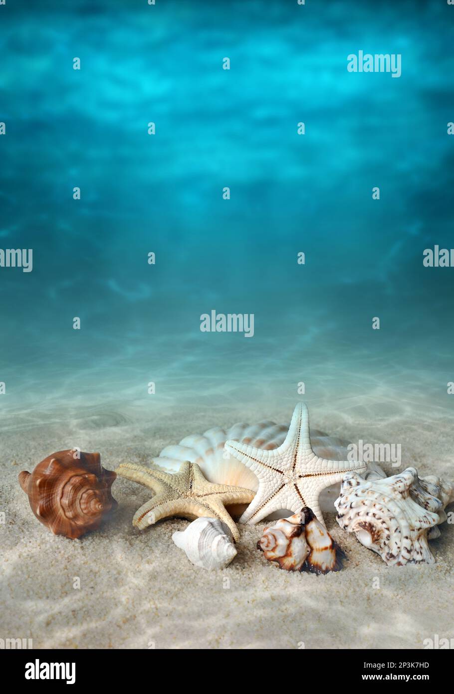 Seashells on the summer beach in sea water. Underwater ocean background ...