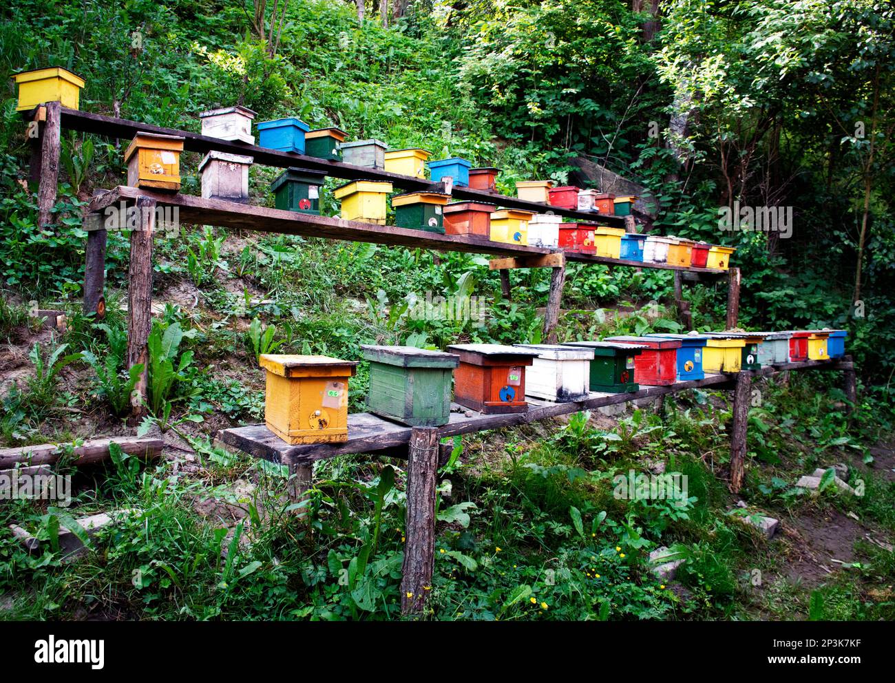 nature background position of brightly colored bee hives Stock Photo ...