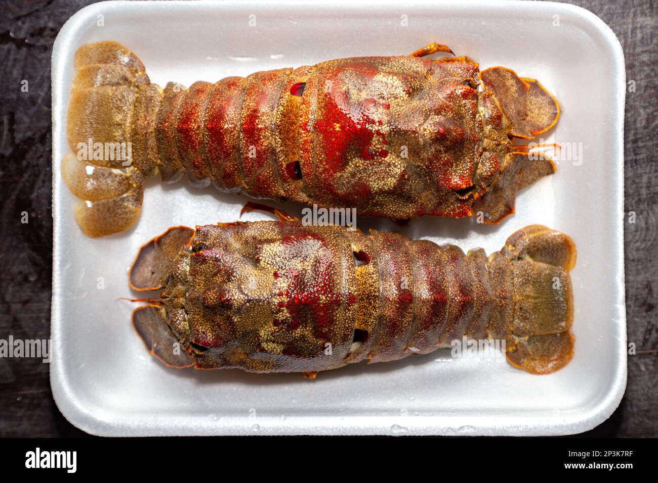 Rare crab lobster (Scyllarides latus) known as cavaquinha or sapateira, is a decapod crustacean ...