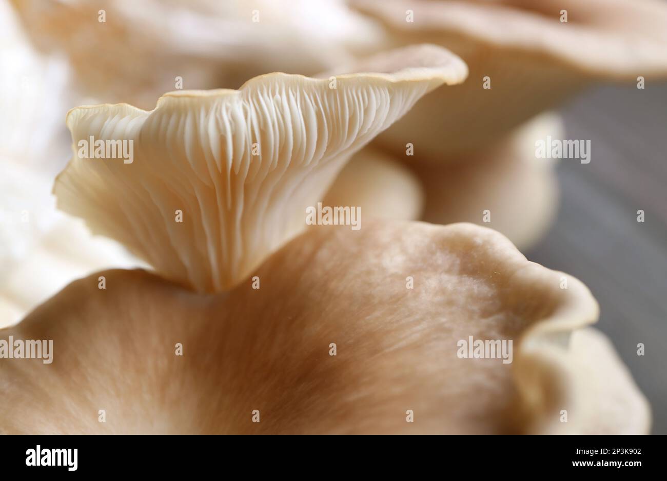 Closeup Incredible Texture of the Back of Mature Indian Oyster ...