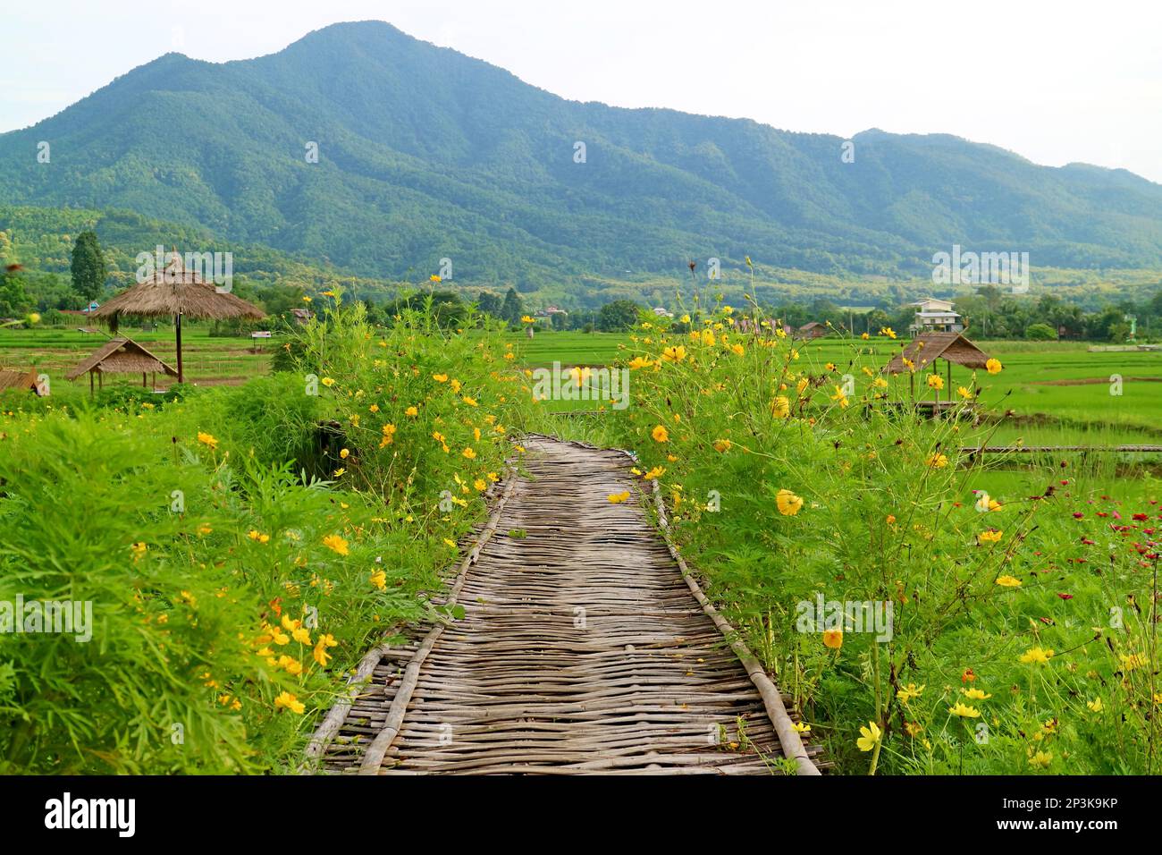 Rustic style bamboo path amongst flowering cosmos shrubs paddy fields ...