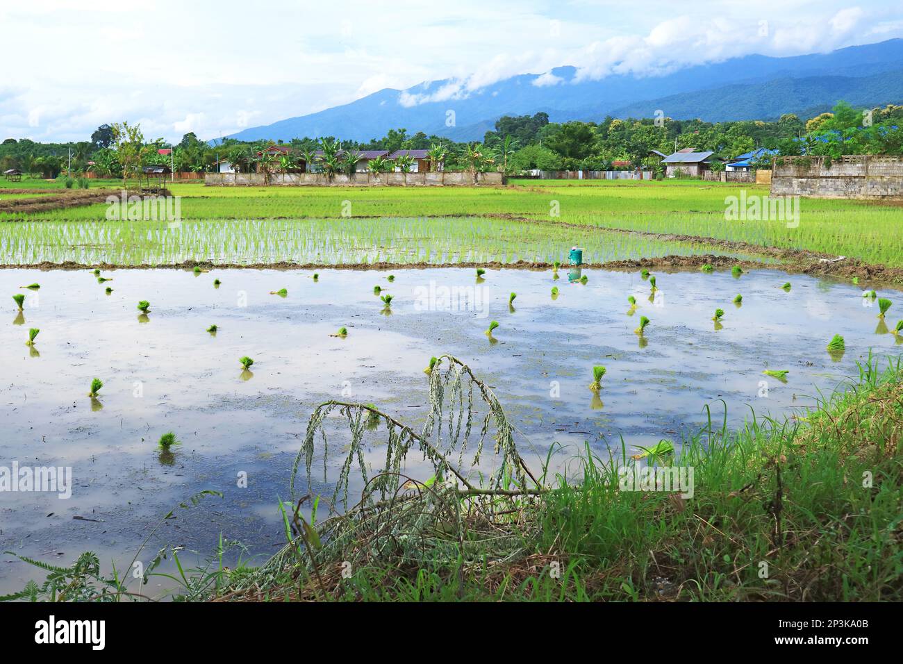 Beautiful paddy fields during the process of transplanting rice plants ...