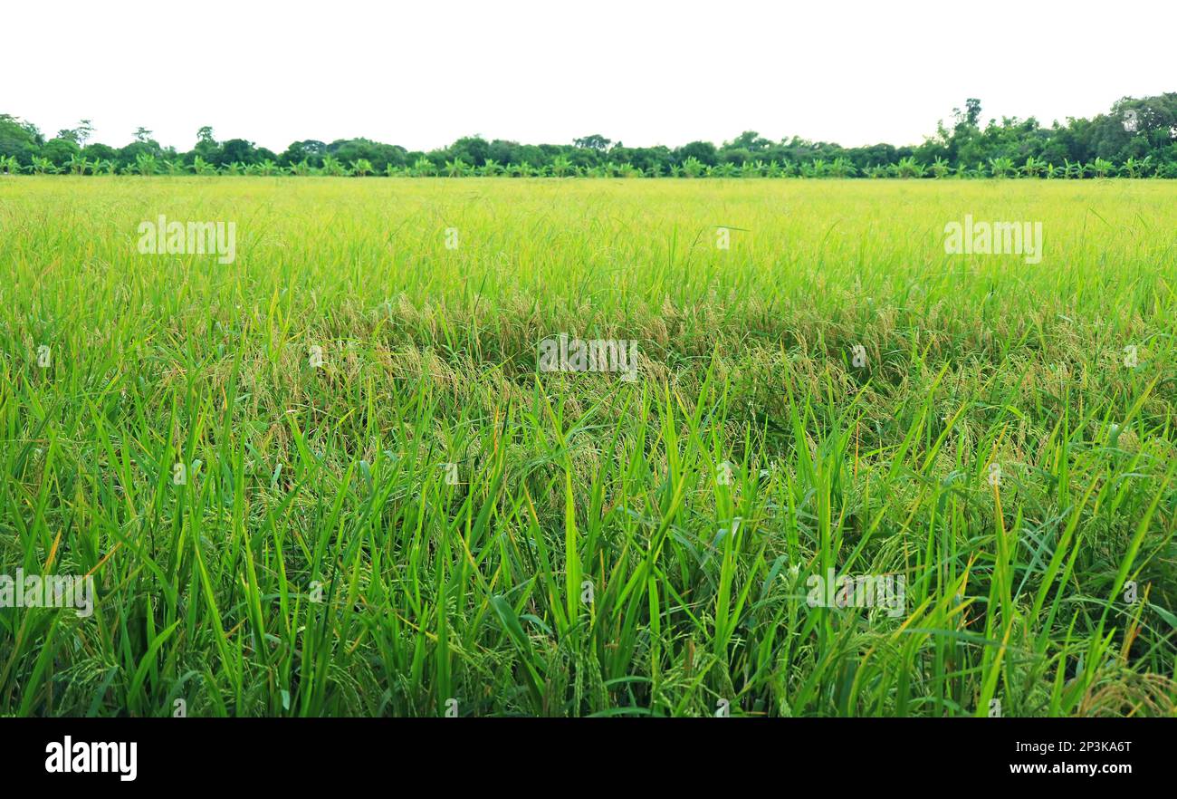 Vivid green paddy field with ripening rice plants nearly harvest Stock ...