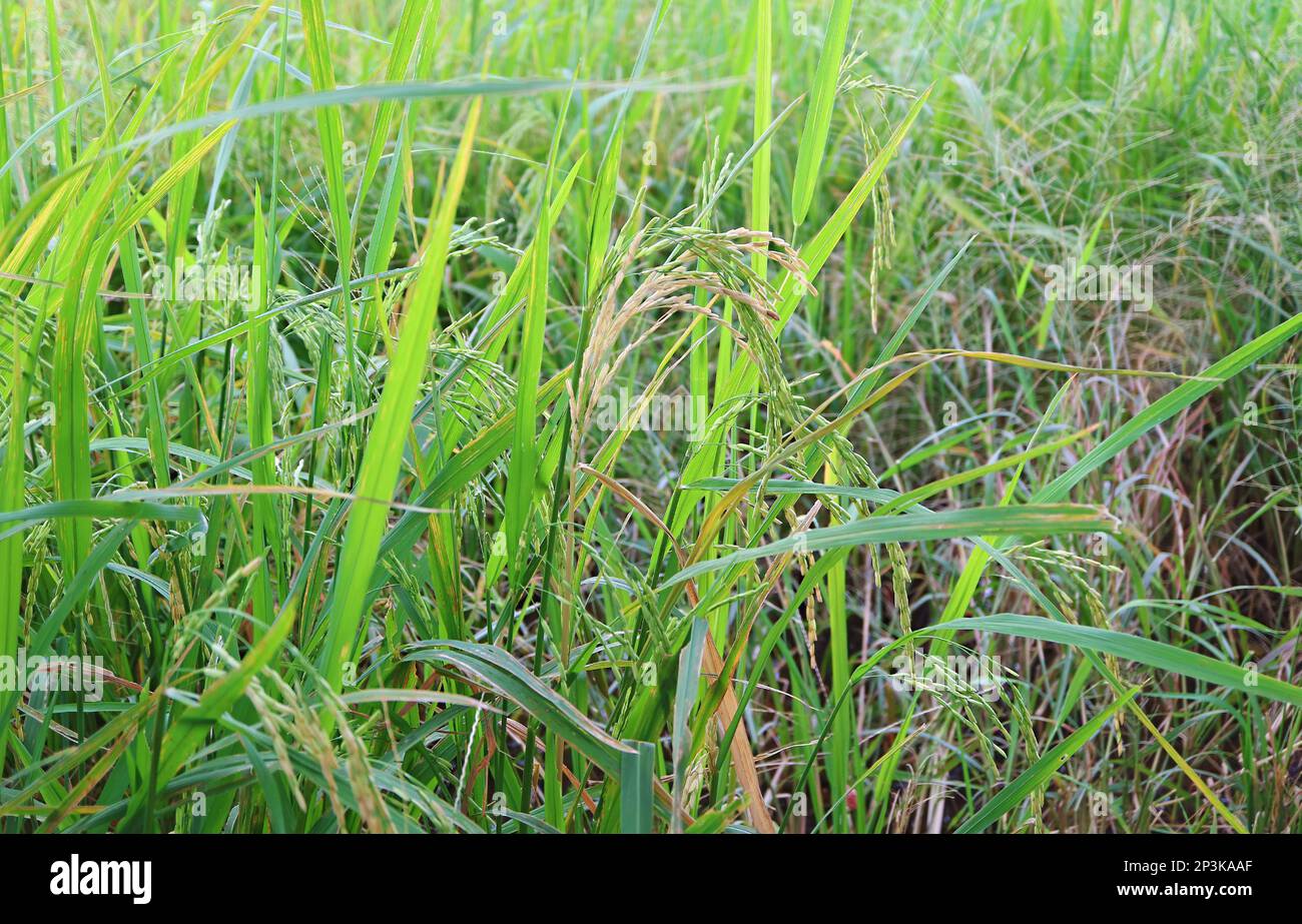 Closeup of ripening rice plants in the paddy field nearly harvest ...