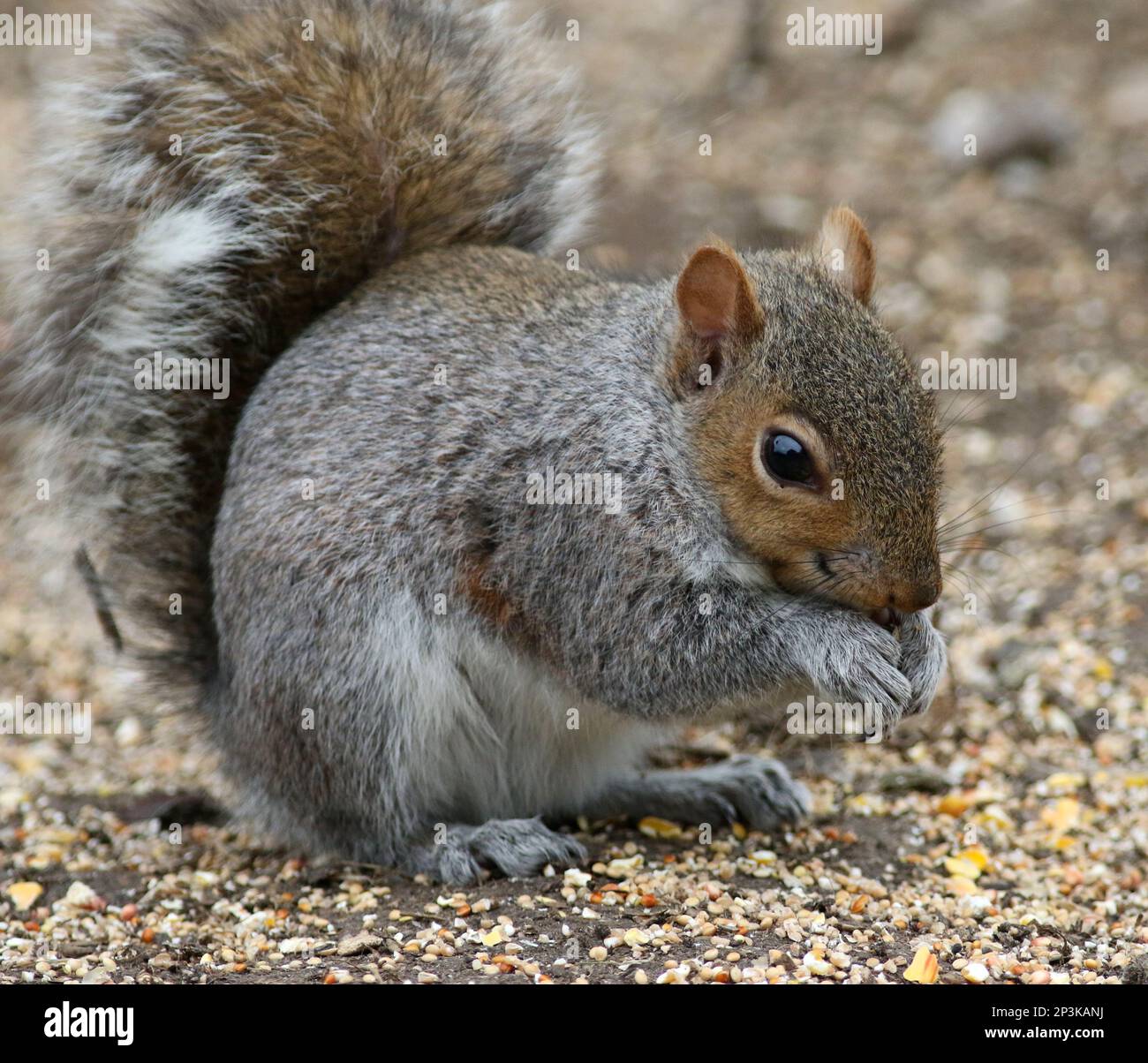 Grey Squirrel eating seed off the ground Stock Photo - Alamy