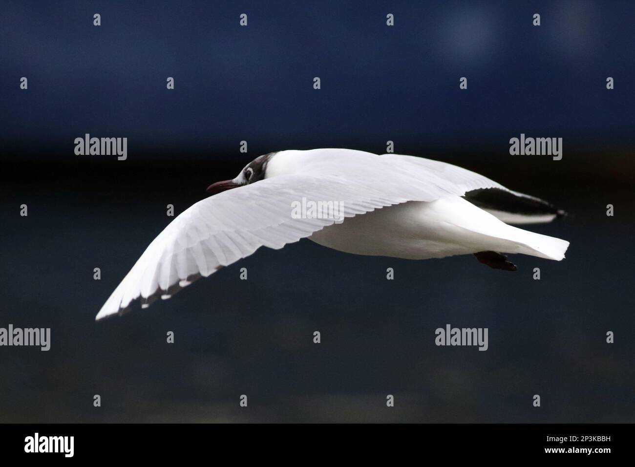 Flight animal hi-res stock photography and images - Alamy