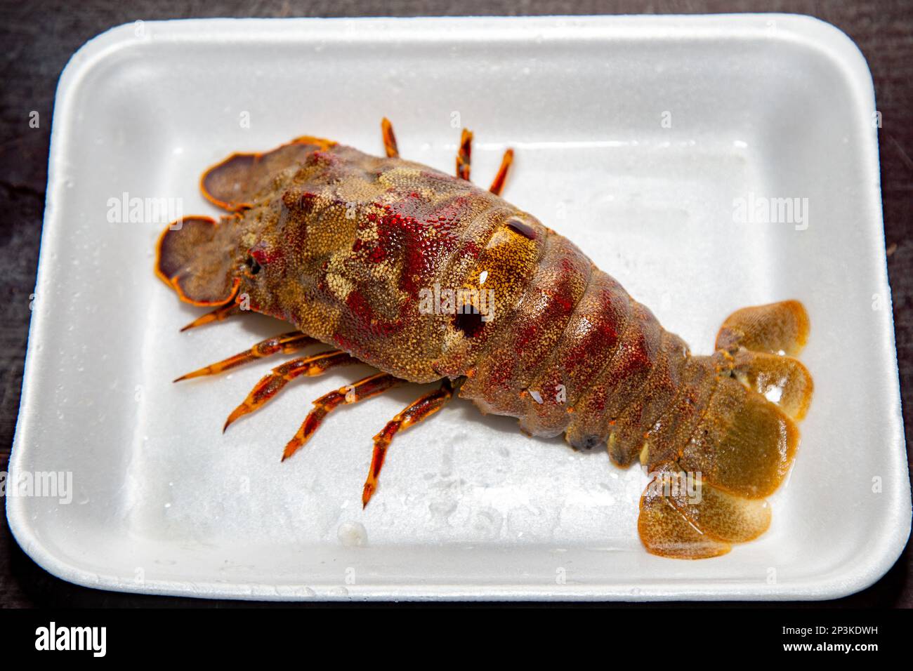 Rare crab lobster (Scyllarides latus) known as cavaquinha or sapateira, is a decapod crustacean ...