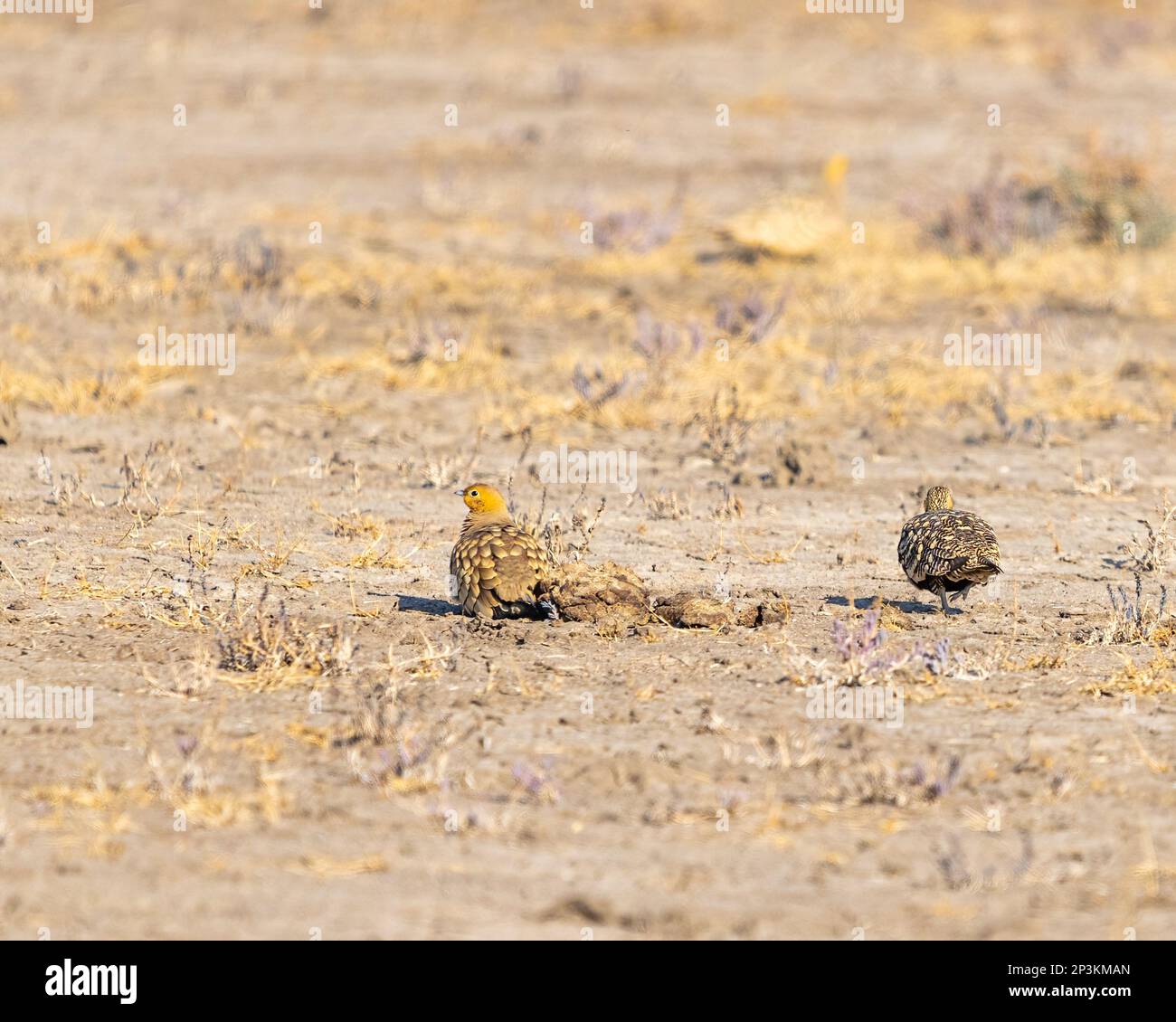 African grouse hi-res stock photography and images - Alamy