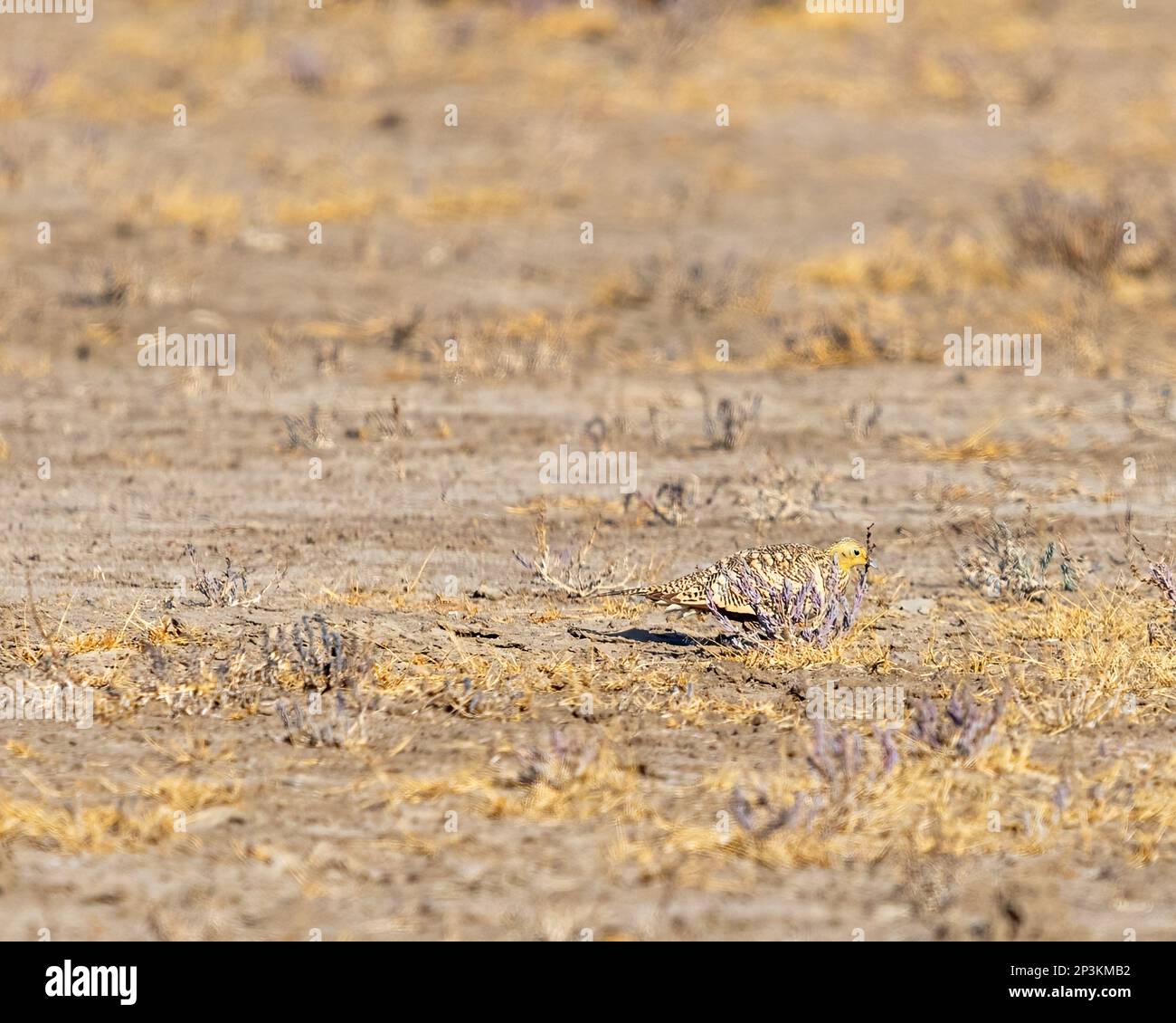 African grouse hi-res stock photography and images - Alamy