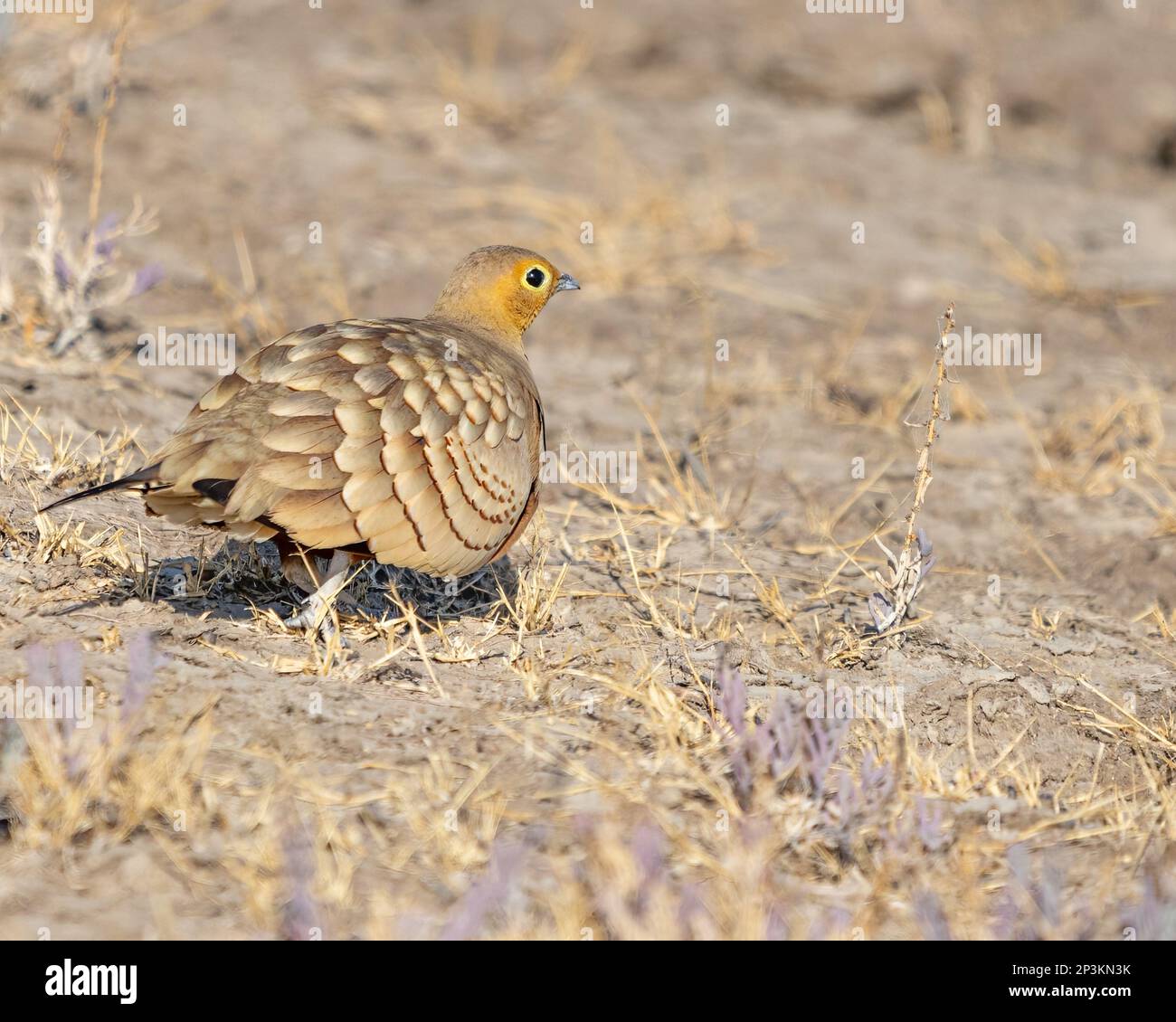 African grouse hi-res stock photography and images - Alamy