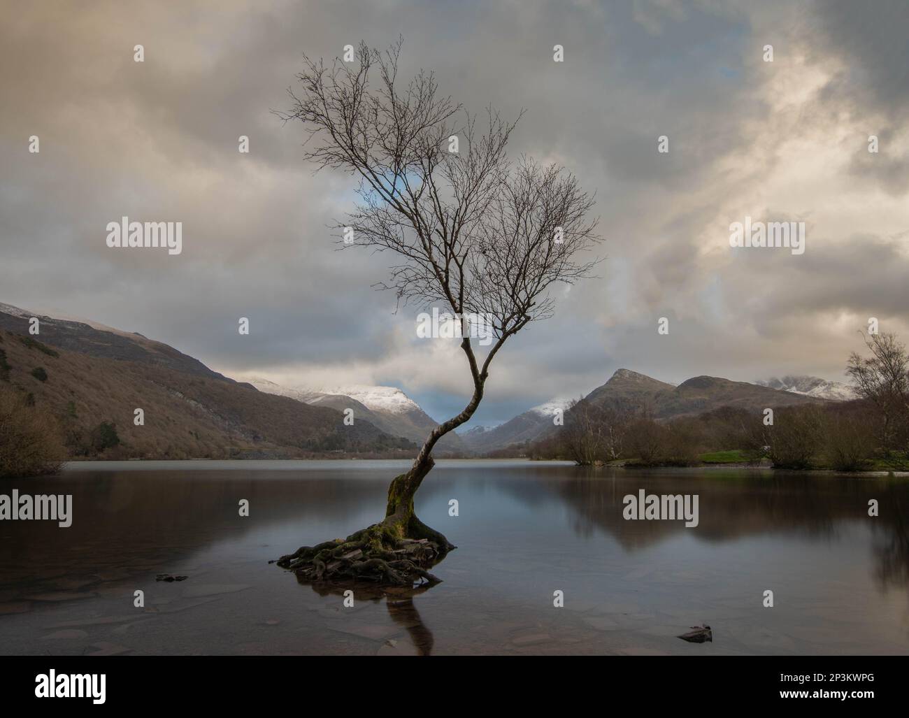 The Lone Tree, Llanberis, Snowdonia Stock Photo - Alamy
