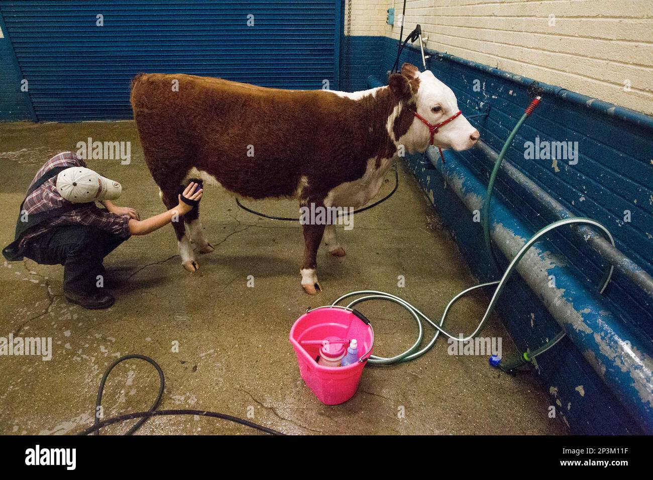 Greg Park, of New Castle, Pa., washes his Hereford heifer during the ...