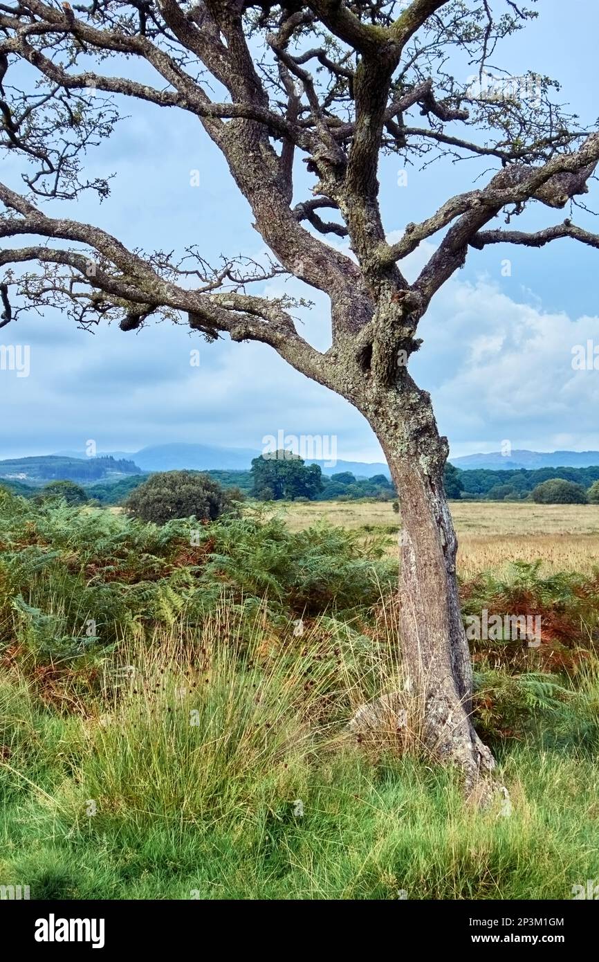A lone thorn tree in autumn in the countryside nea rMinnigafft ...
