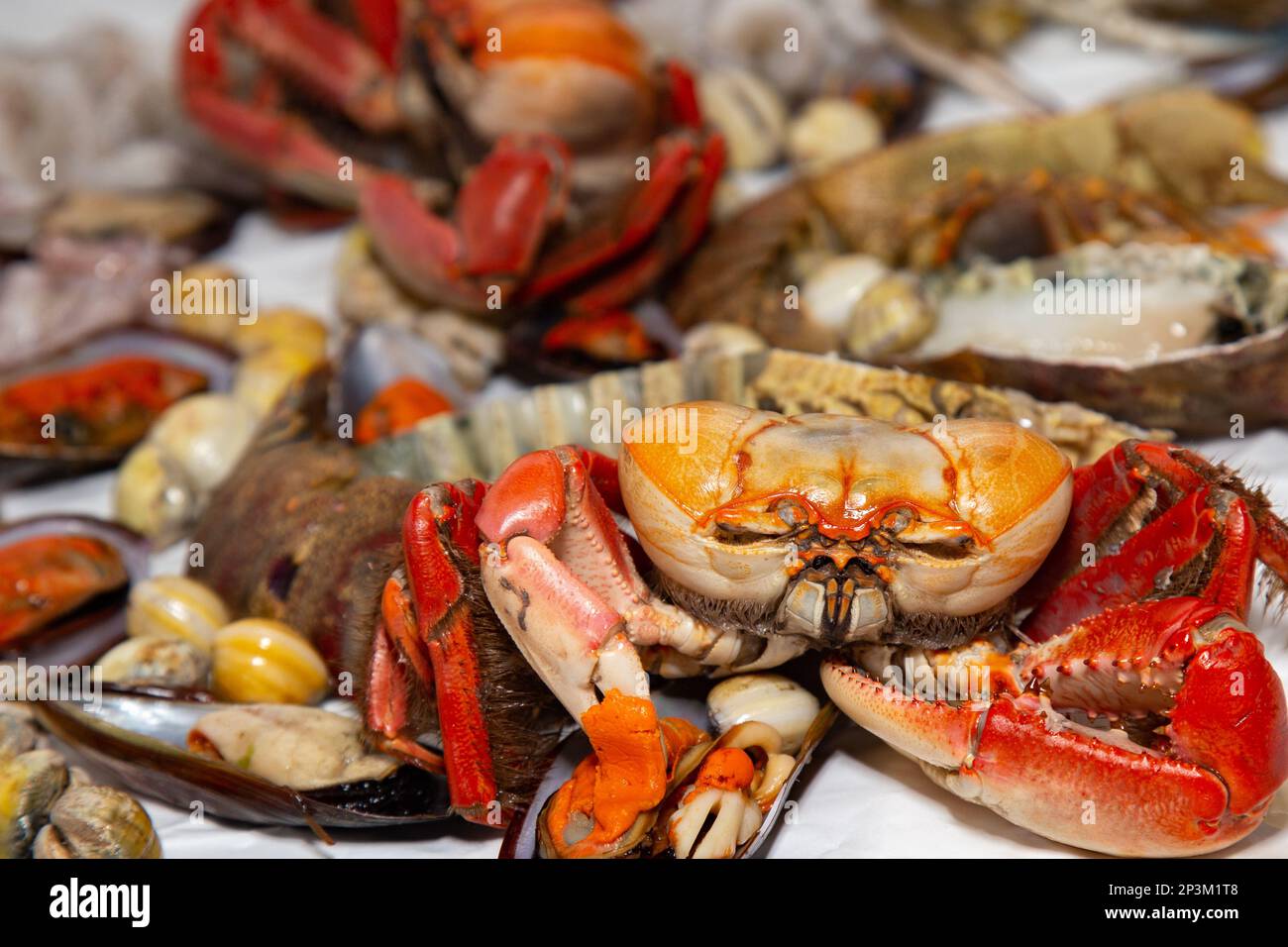 Assortment shells table hi-res stock photography and images - Alamy
