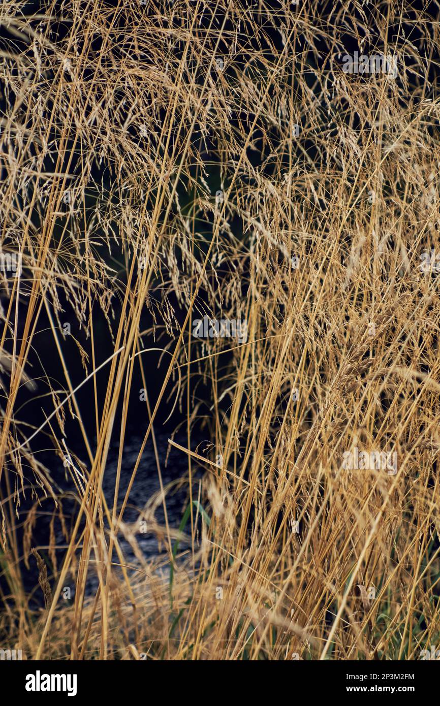 Long ripened grass with seedheads growing on a riverbank in Scotland ...