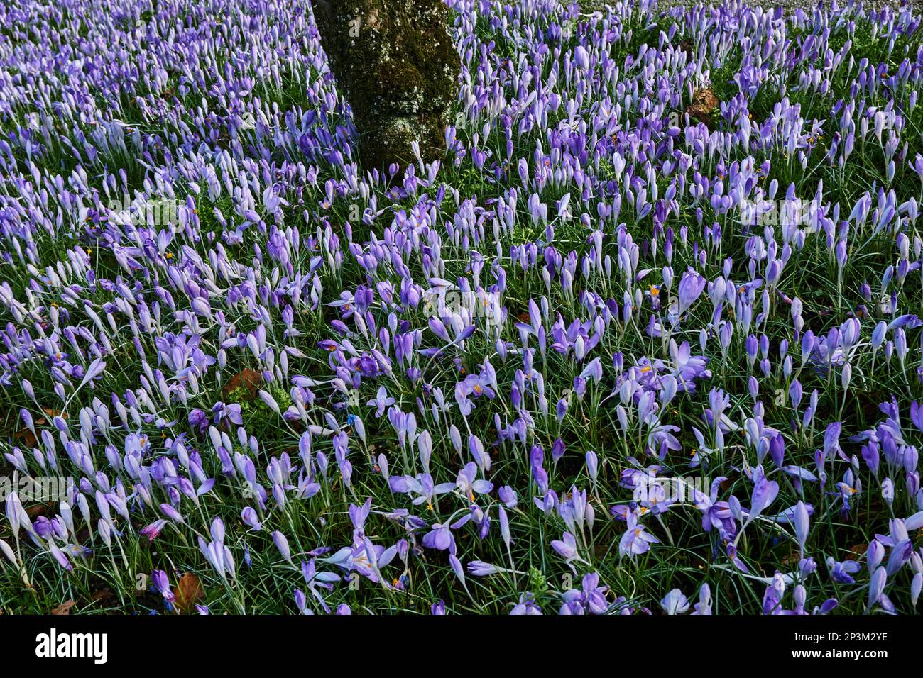 Lilac crocuses flowering underneath fruit trees in a garden Stock Photo ...