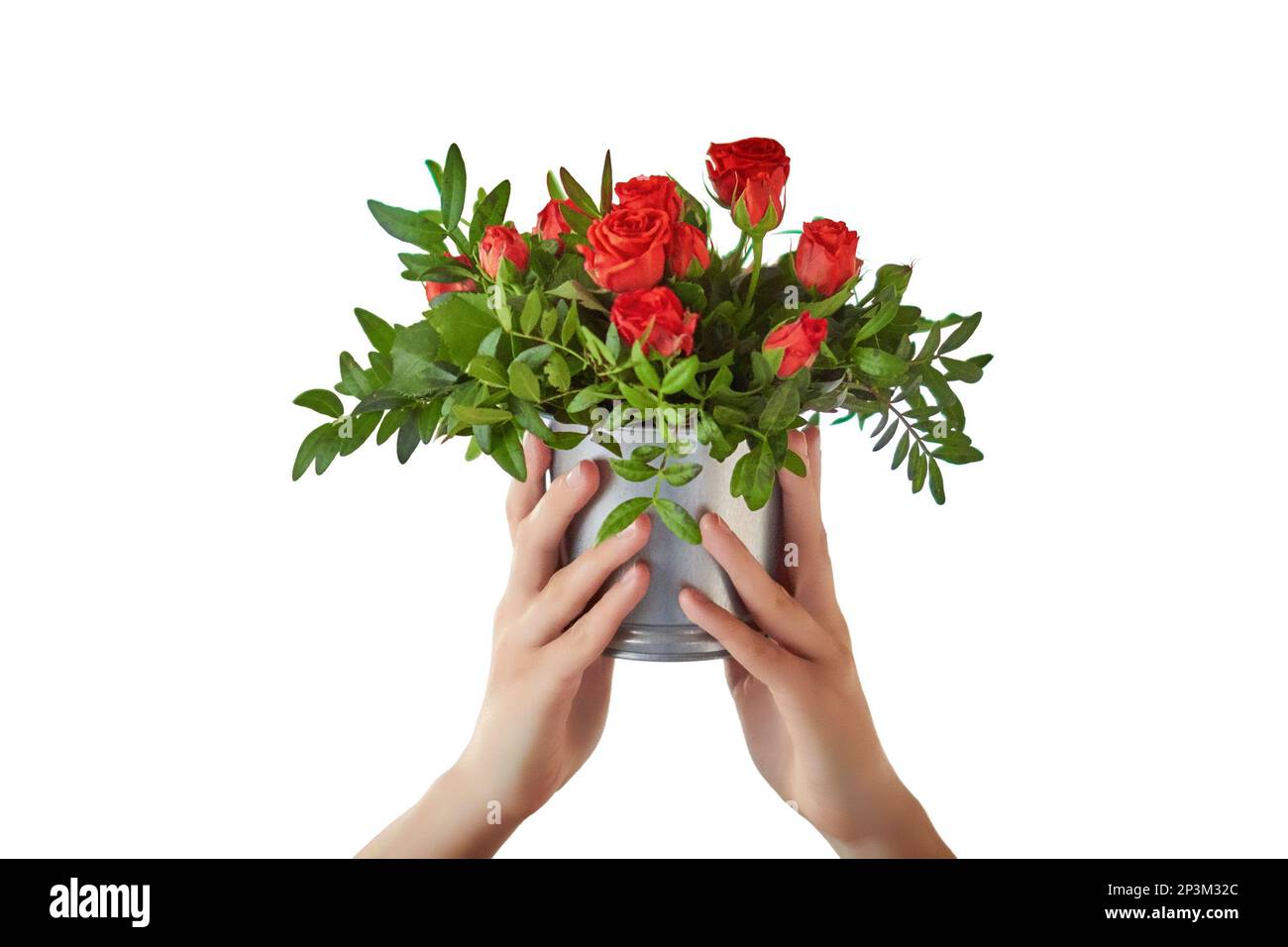 Women's hands holding a bucket of red roses, isolated on a white ...