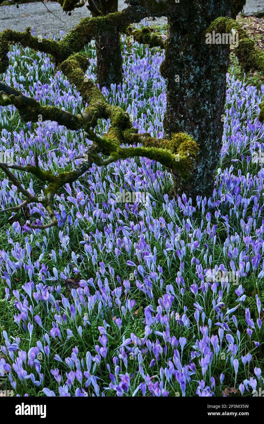 Garden trees in spring hi-res stock photography and images - Alamy