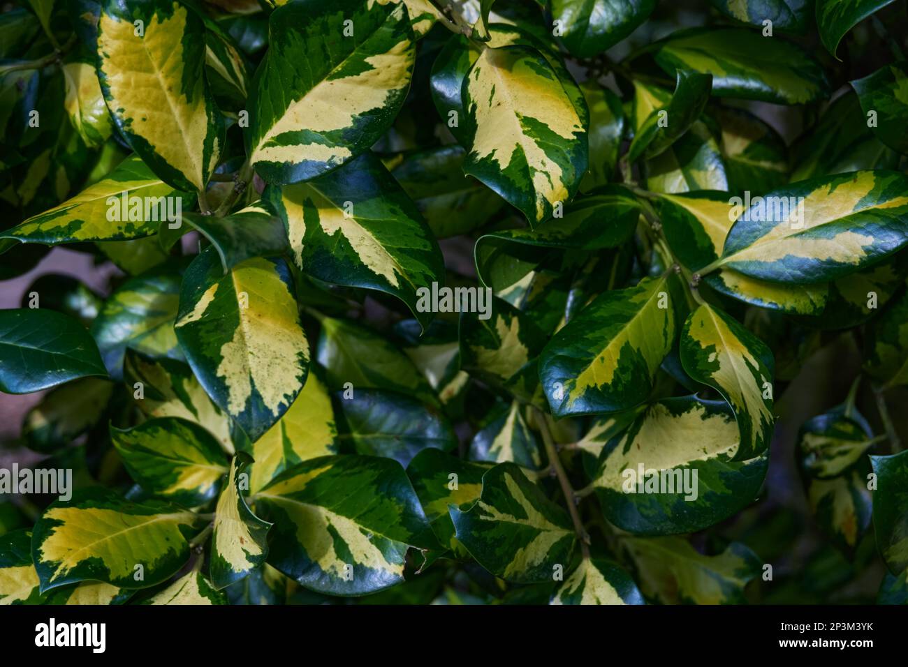 Golden variegated holly tree hi-res stock photography and images - Alamy