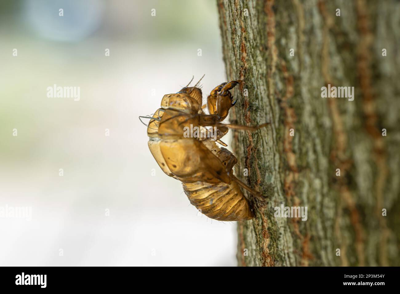 Skin of a cicada nymph (Cicadidae) on a tree trunk. Macro photography ...