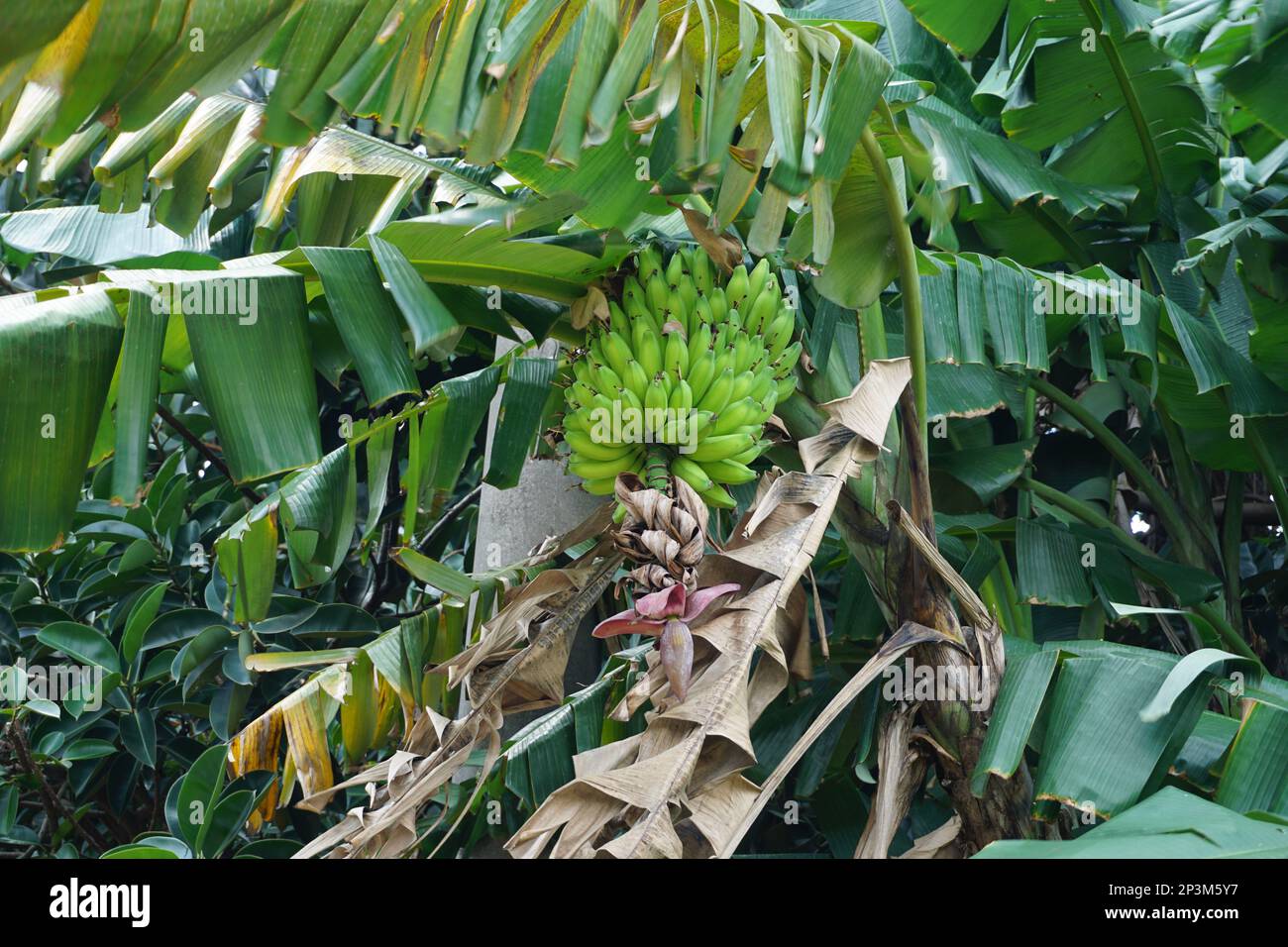 Bananas with unripe fruit are green, with a banana heart hanging down ...