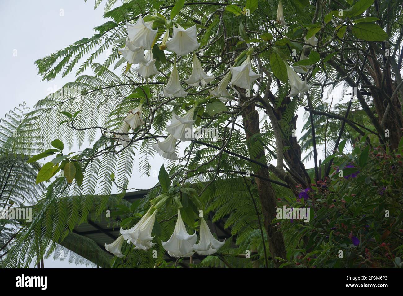 Brugmansia arborea is an evergreen shrub or small tree reaching up to 7 ...