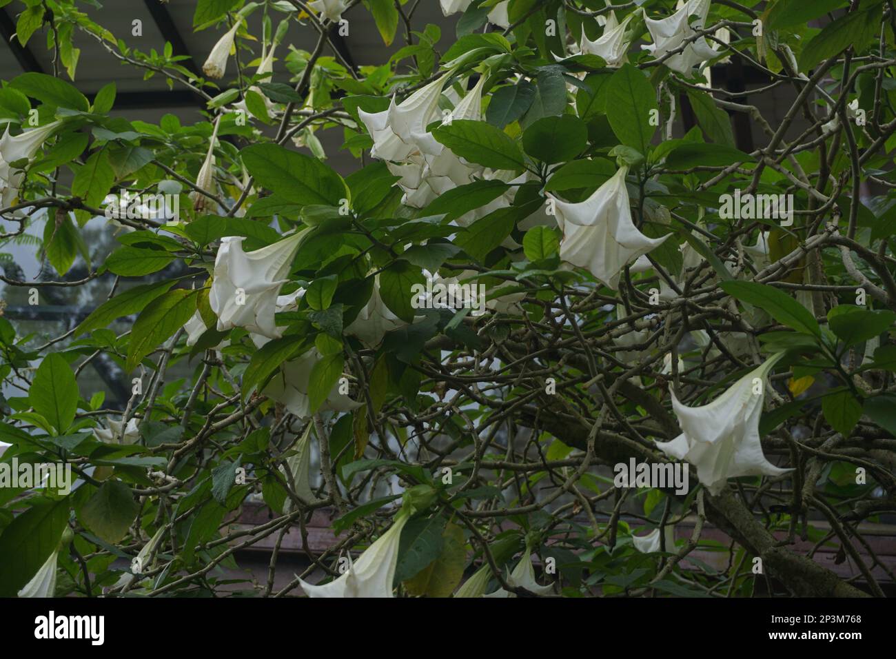 Brugmansia arborea is an evergreen shrub or small tree reaching up to 7 ...