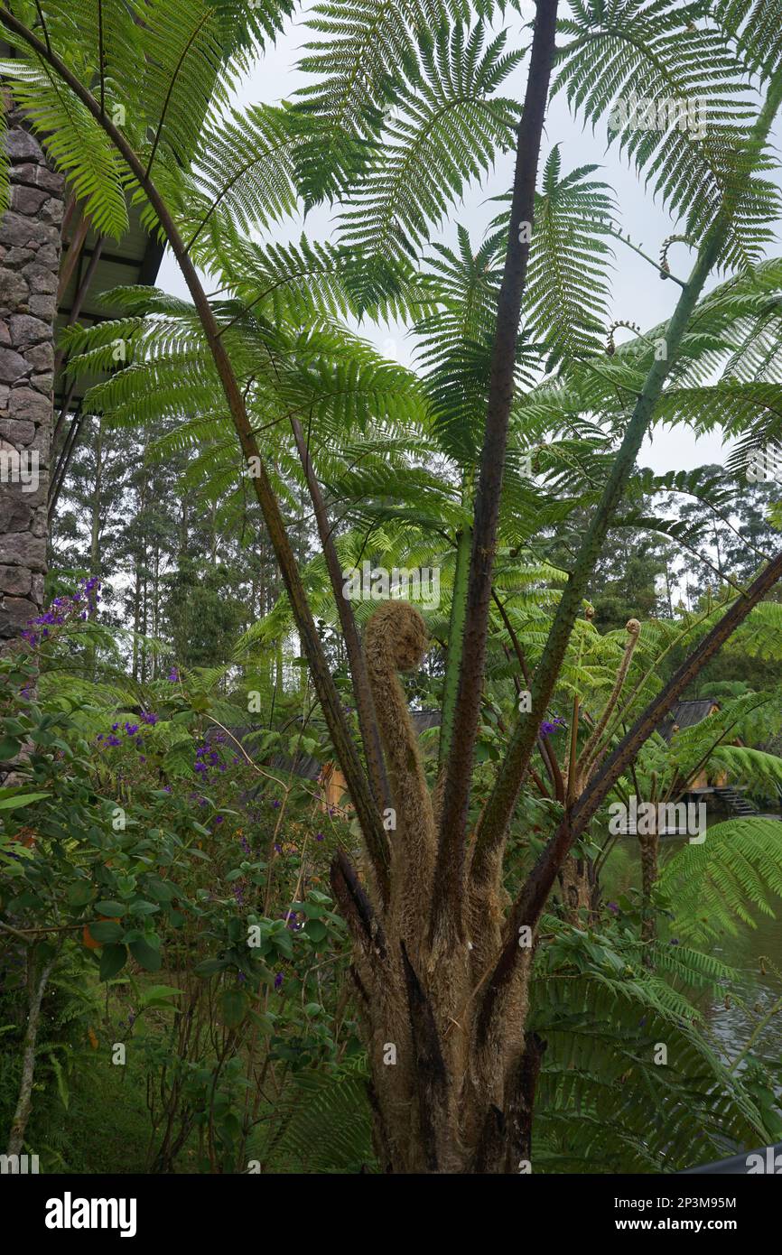 Monkey tail fern hi-res stock photography and images - Alamy