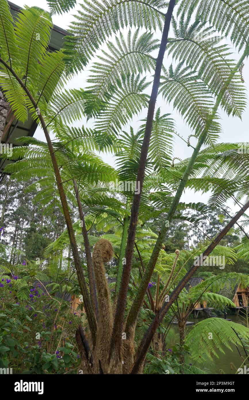 Monkey tail fern hi-res stock photography and images - Alamy
