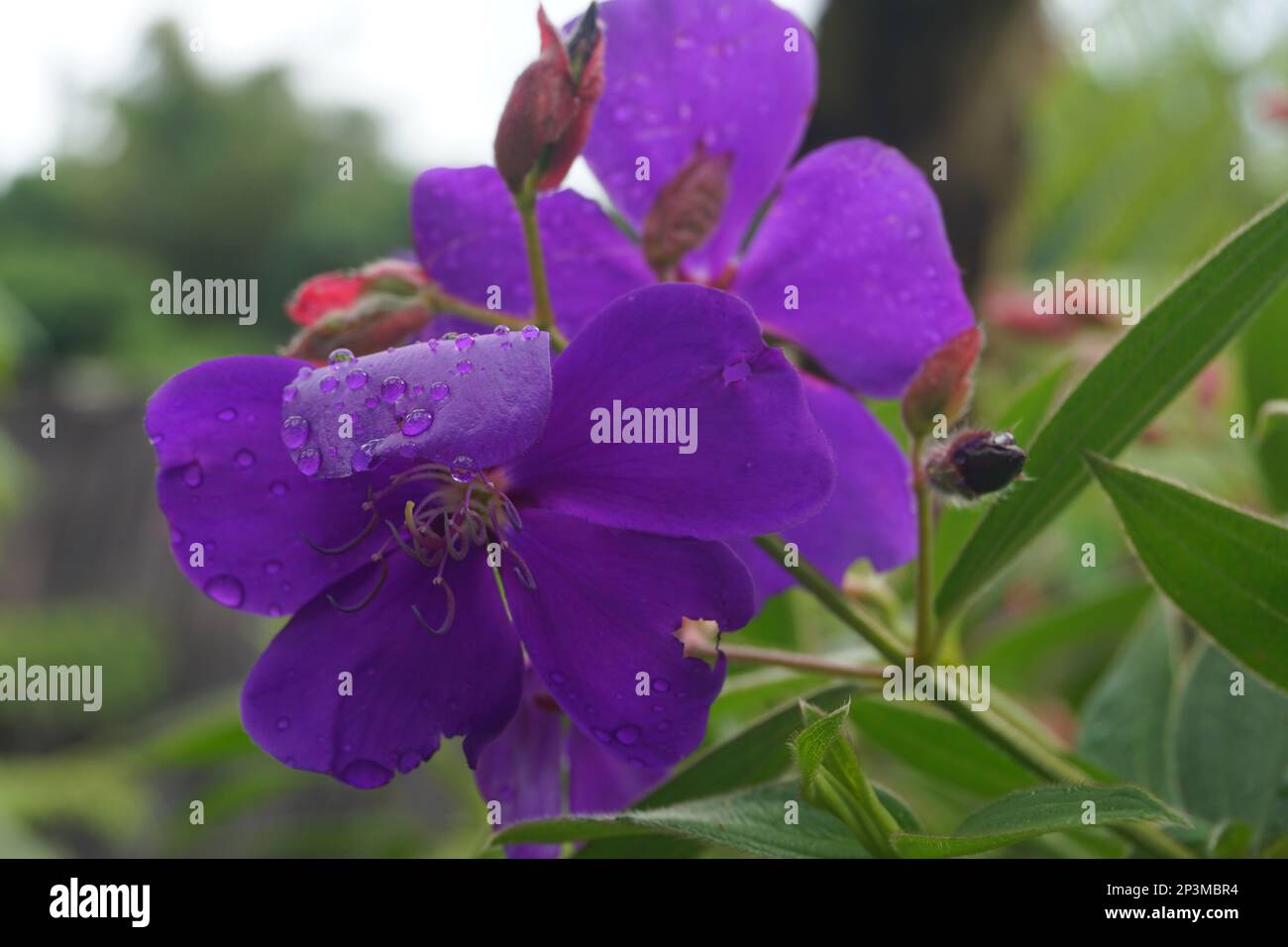 Pleroma heteromallum is a panicle of several purple flowers with five ...