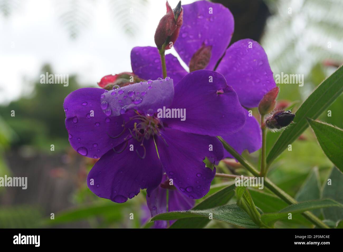 Pleroma heteromallum is a panicle of several purple flowers with five ...
